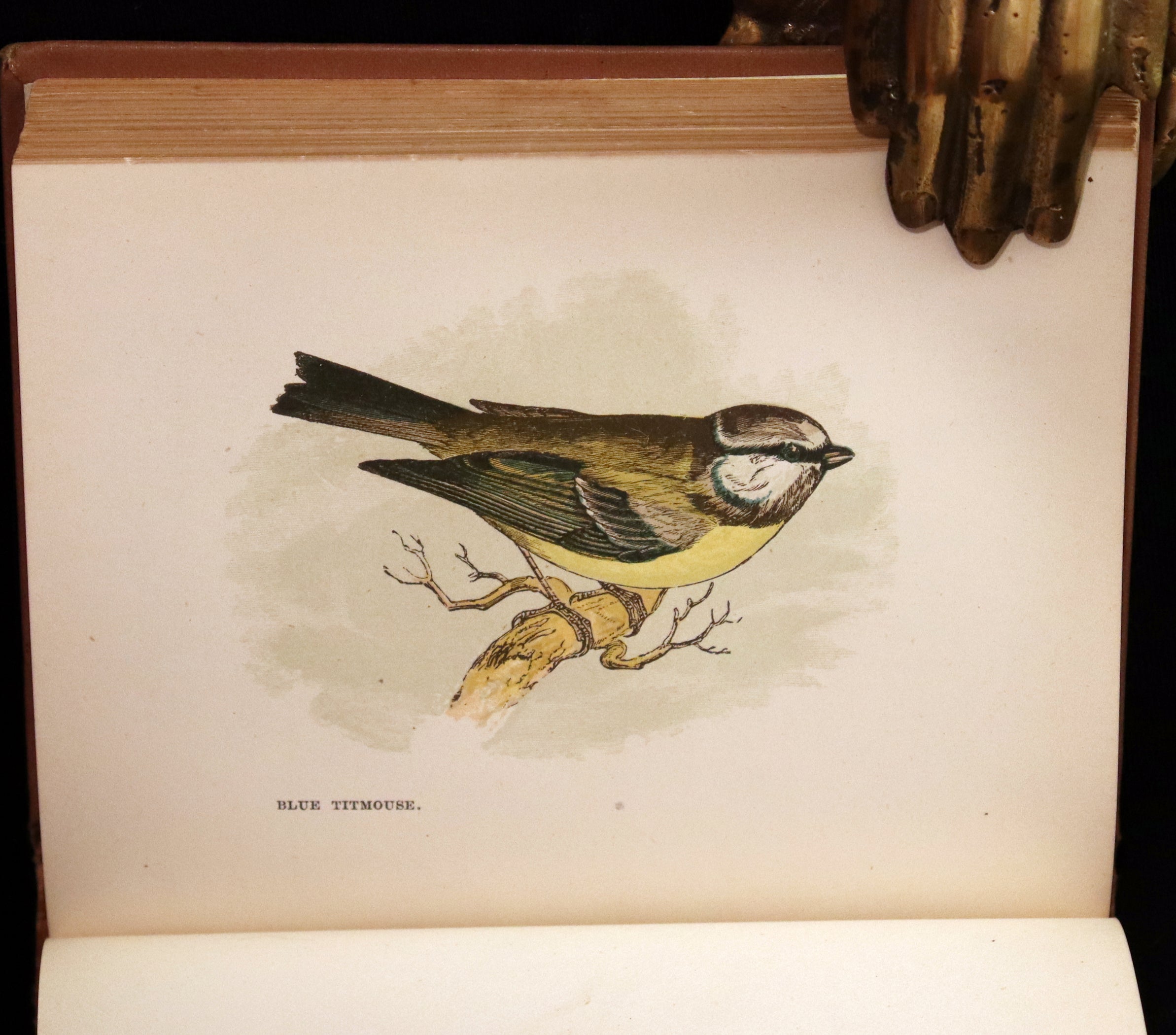 1894 Rare Ornithology Book ~ Our Native Songsters with 72 coloured ...
