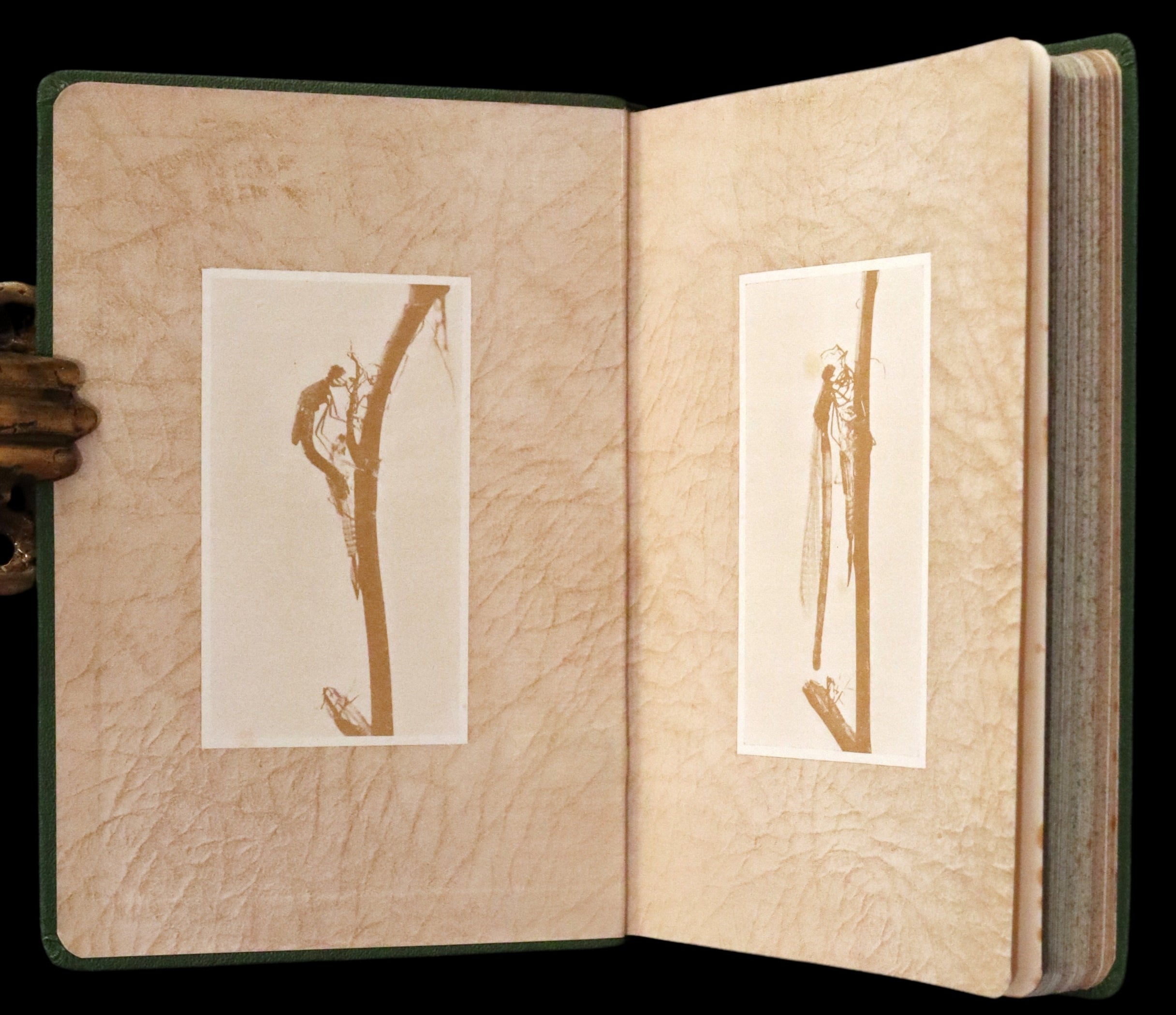 1937 Rare First Edition - The Dragonflies of the British Isles by ...