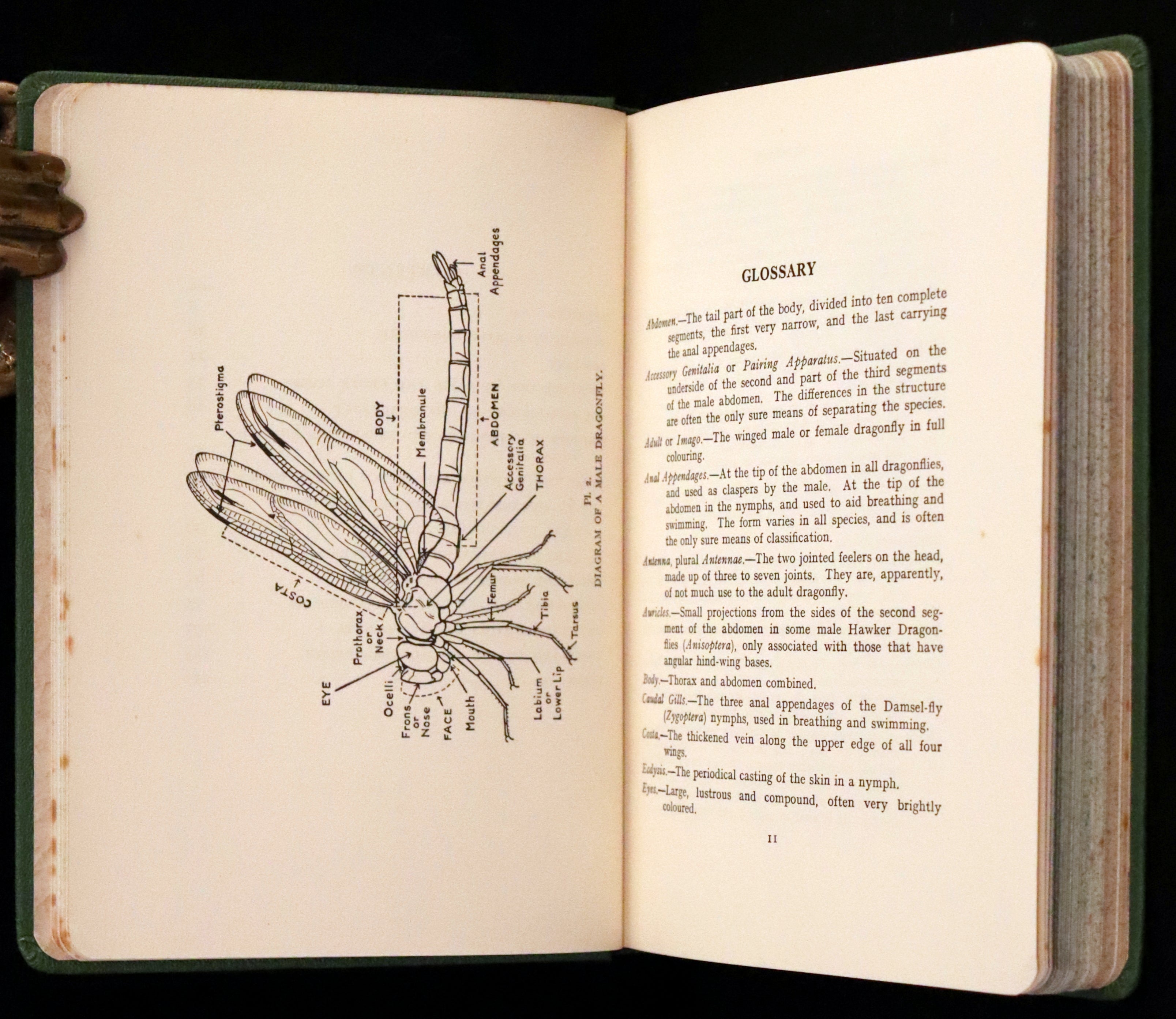 1937 Rare First Edition - The Dragonflies of the British Isles by ...