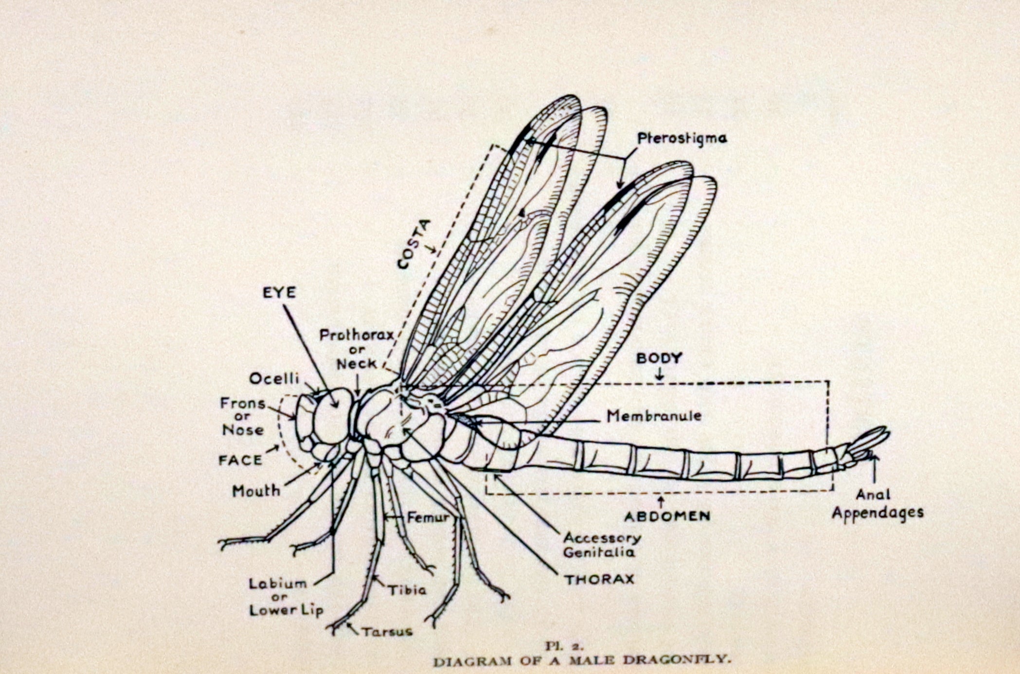 1937 Rare First Edition - The Dragonflies of the British Isles by ...