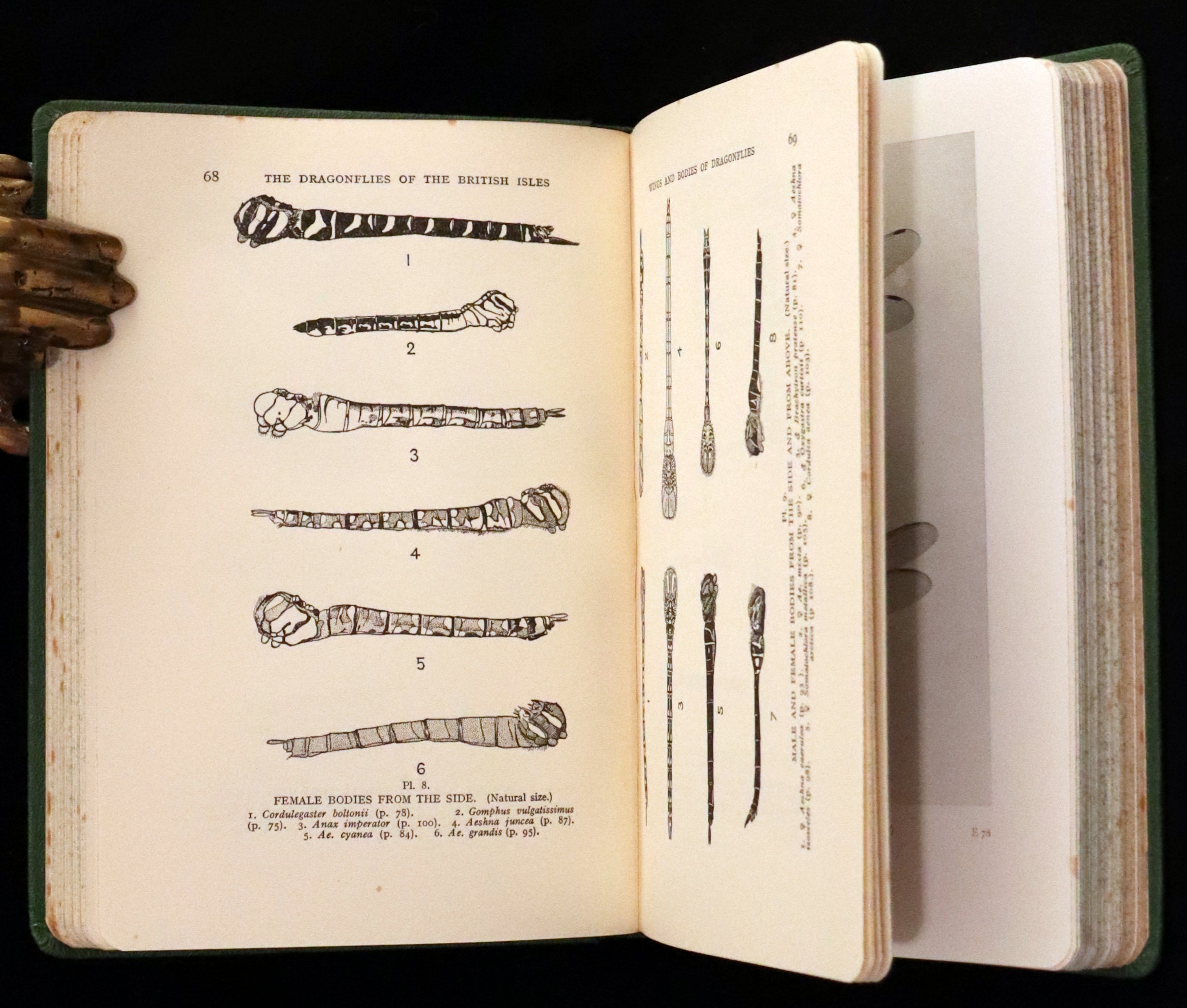 1937 Rare First Edition - The Dragonflies of the British Isles by ...