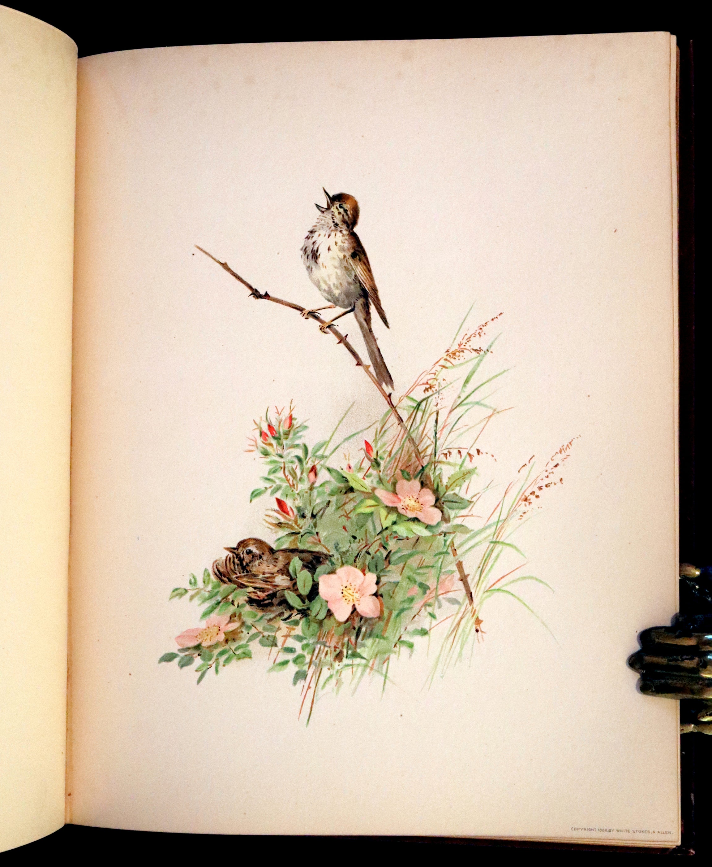 1886 Scarce Victorian Skelding Book ~ Familiar Birds and What the Poets ...