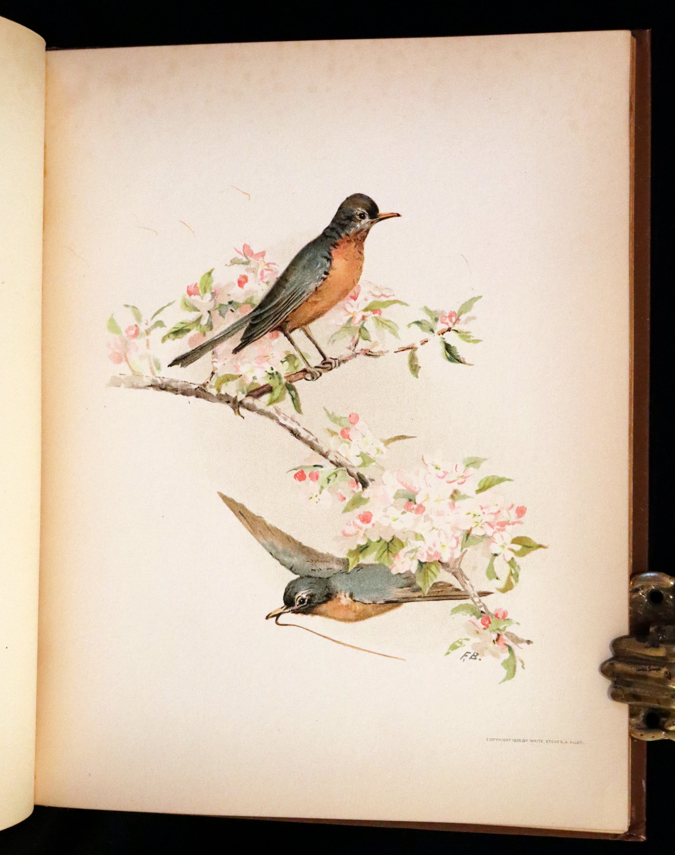 1886 Scarce Victorian Skelding Book ~ Familiar Birds and What the Poets ...