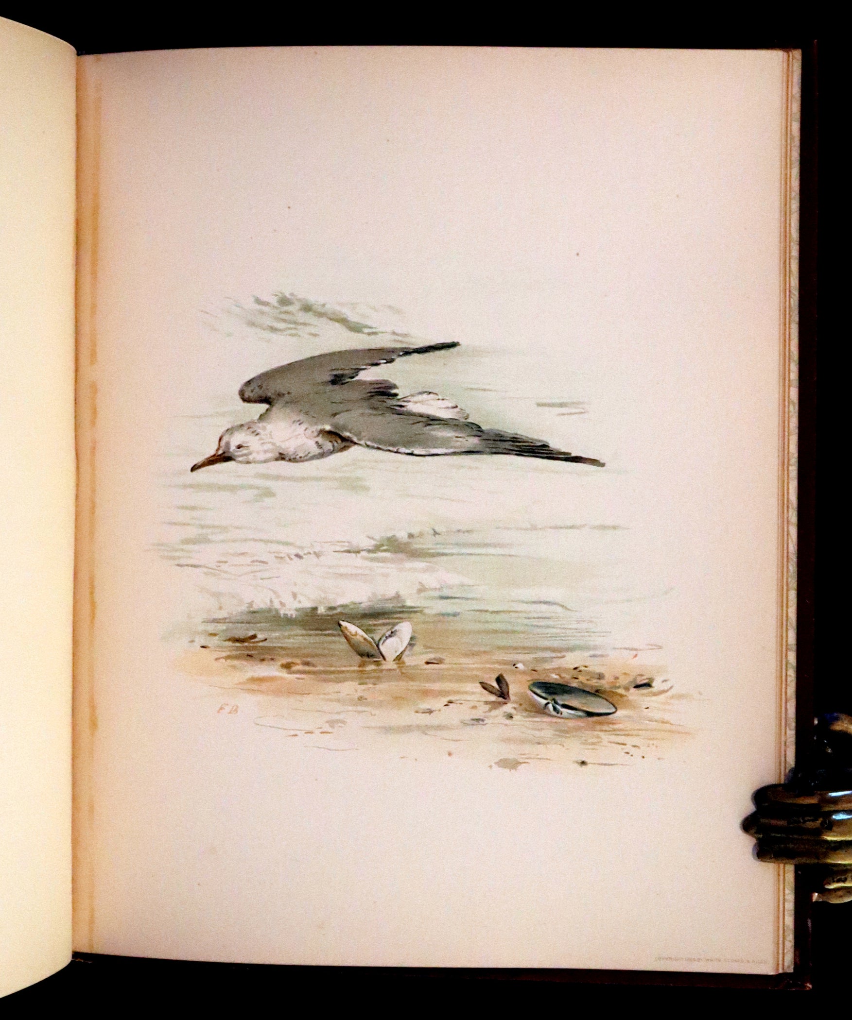 1886 Scarce Victorian Skelding Book ~ Familiar Birds and What the Poets ...