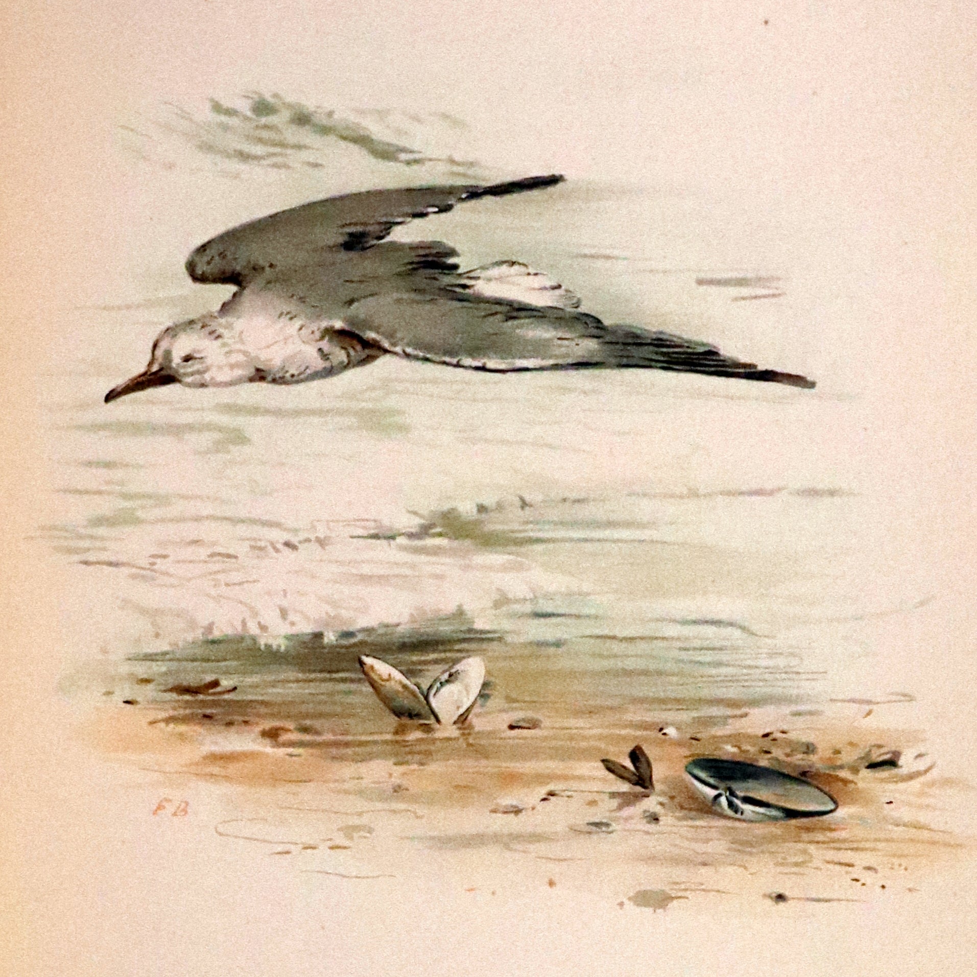 1886 Scarce Victorian Skelding Book ~ Familiar Birds and What the Poets ...