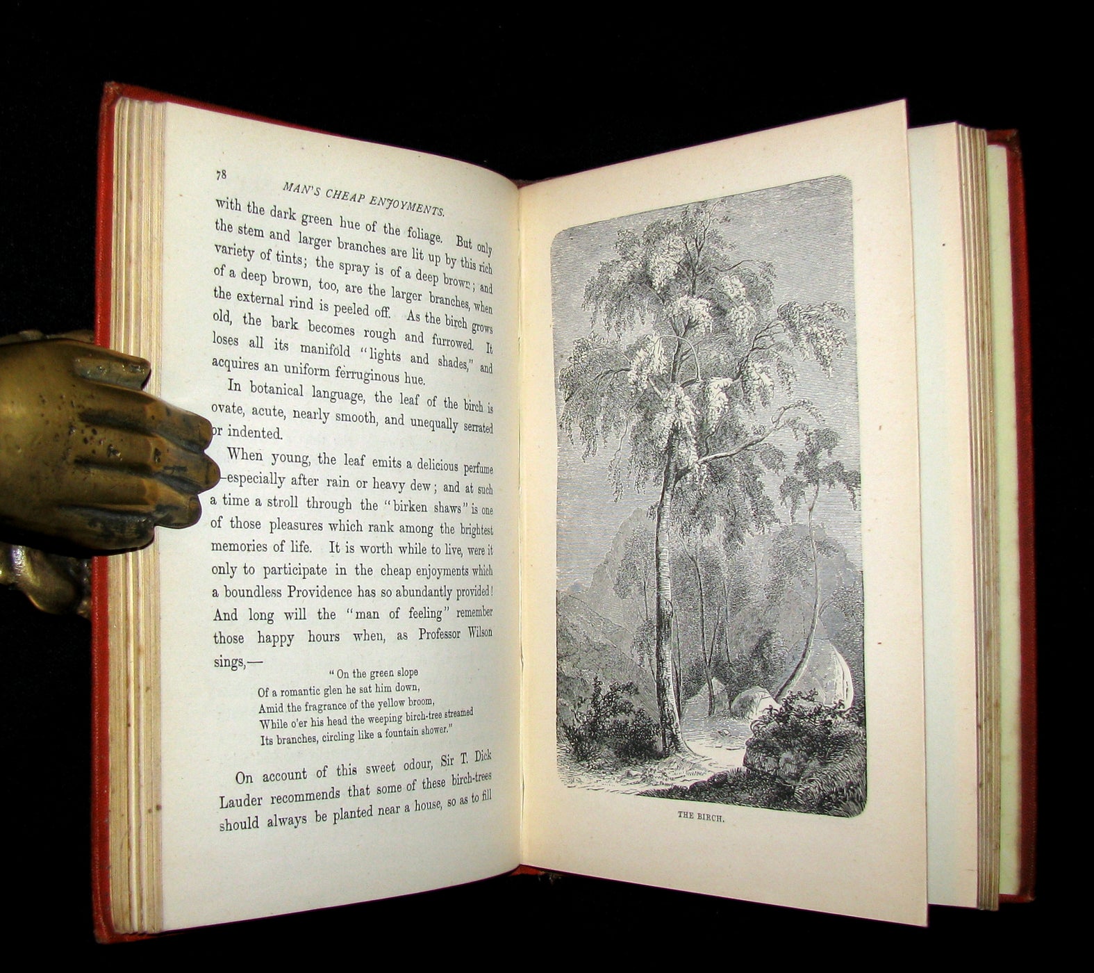 1873 Scarce Book - WALTER IN THE WOODS - The Trees and Common Objects ...