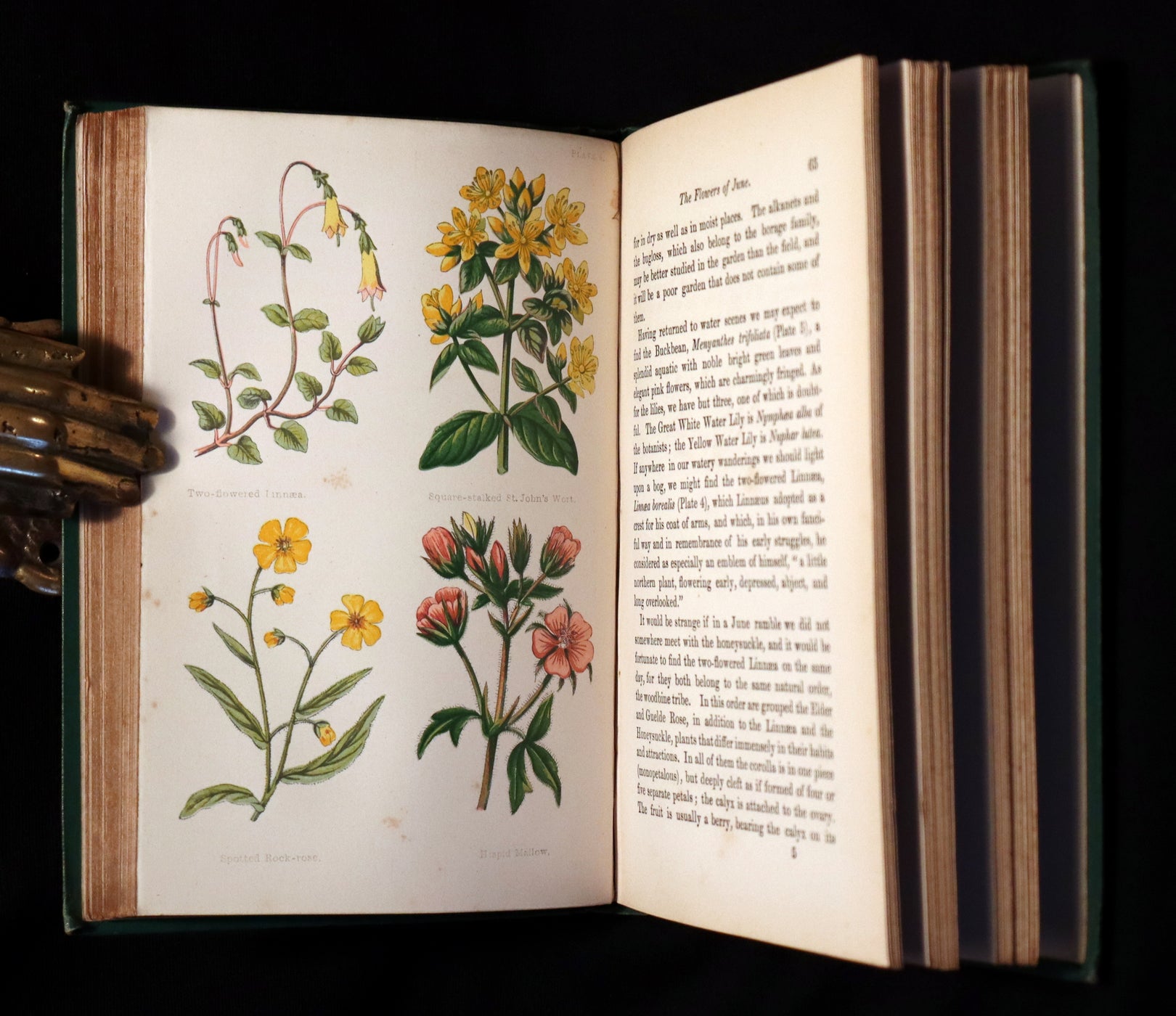 1870 Rare Victorian Book - FIELD FLOWERS, A handy-book for the rambling ...