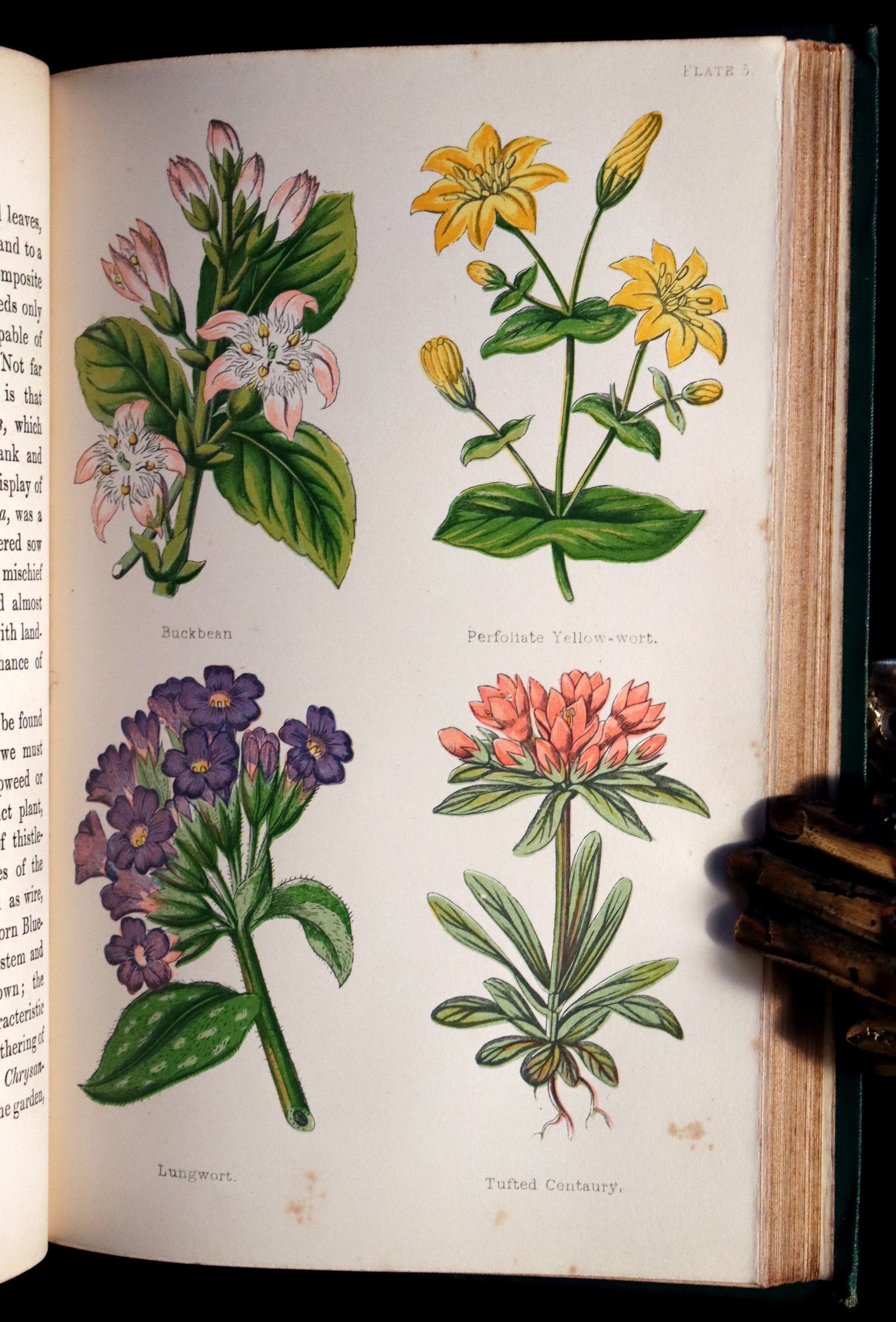 1870 Rare Victorian Book - FIELD FLOWERS, A handy-book for the rambling ...