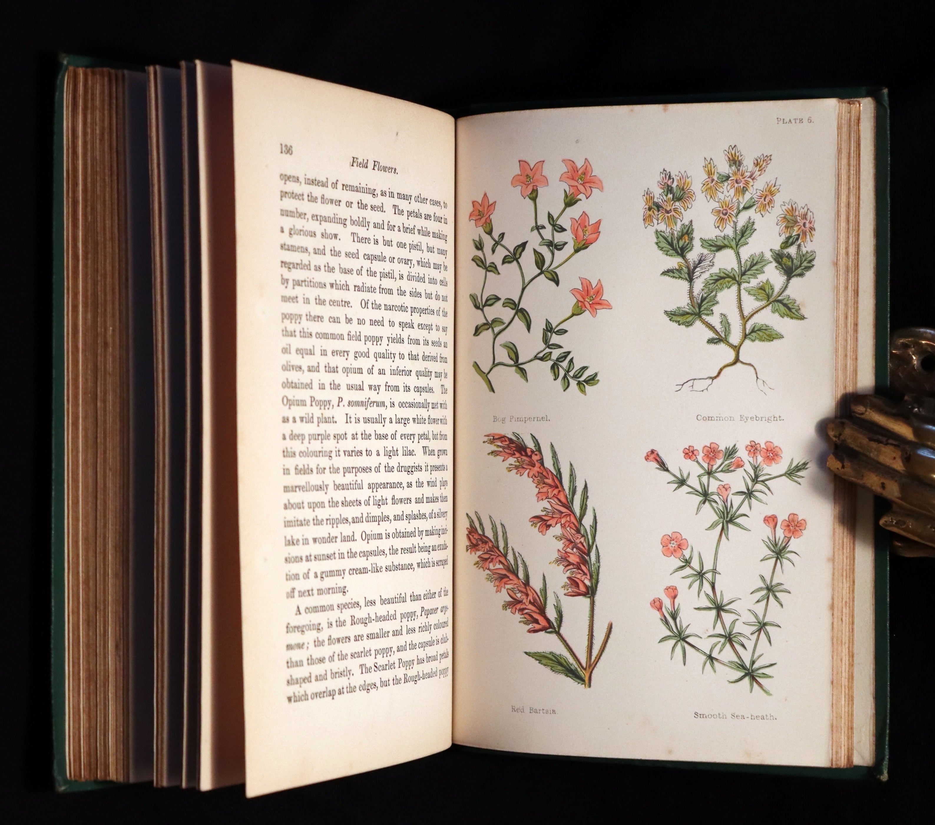 1870 Rare Victorian Book - FIELD FLOWERS, A handy-book for the rambling ...