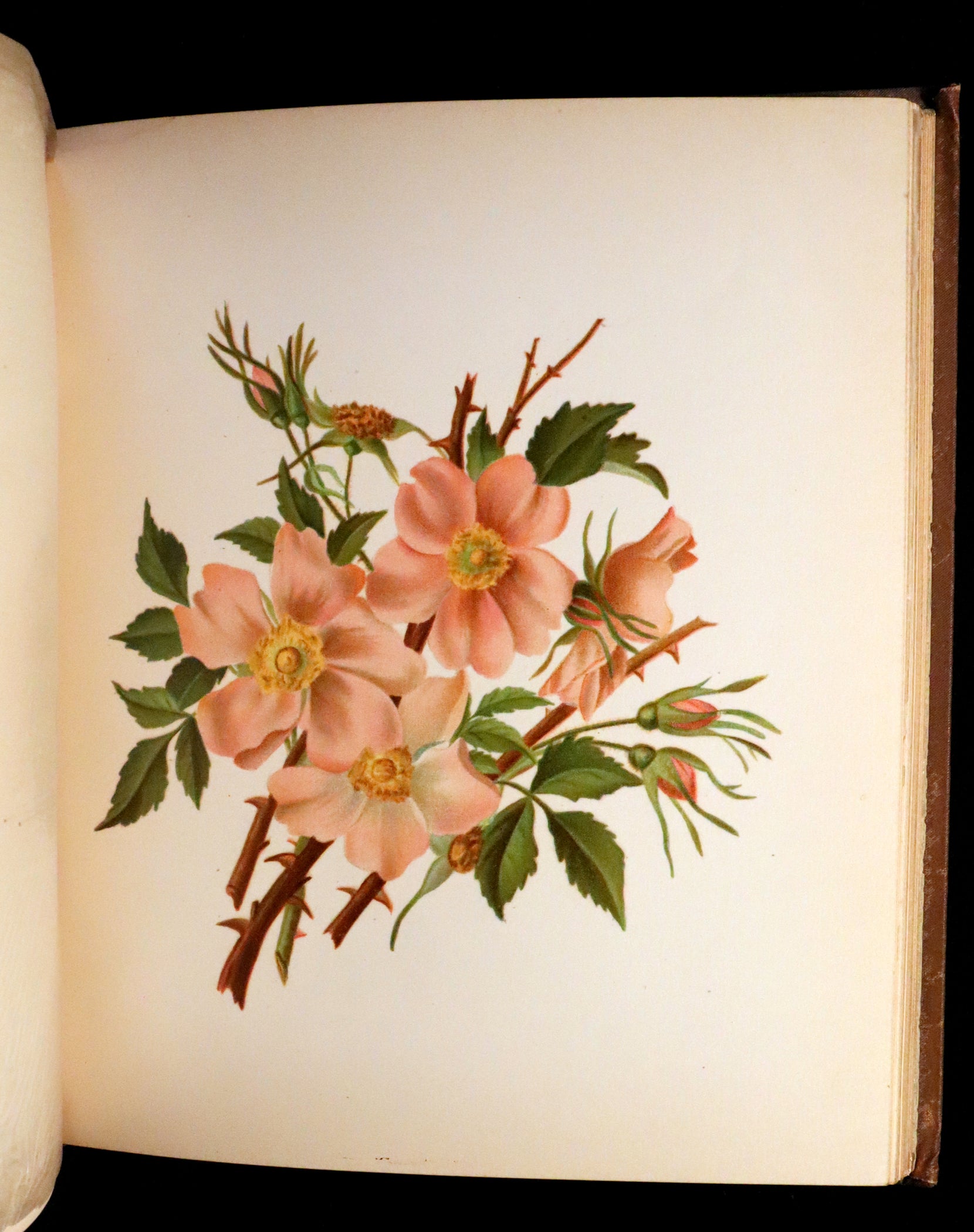 1886 Rare Victorian First Edition - FLOWERS FROM DELL AND BOWER ...