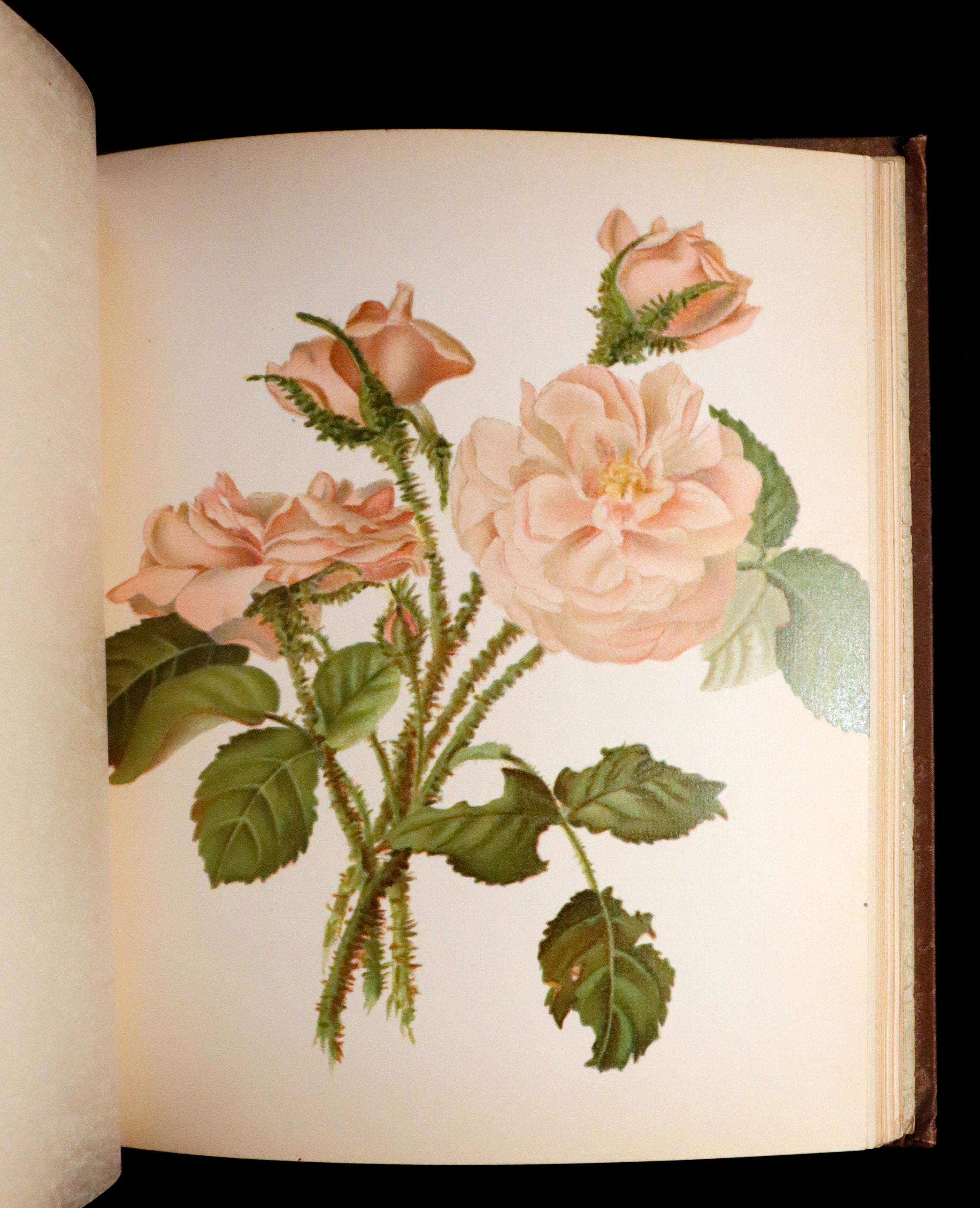 1886 Rare Victorian First Edition - FLOWERS FROM DELL AND BOWER ...
