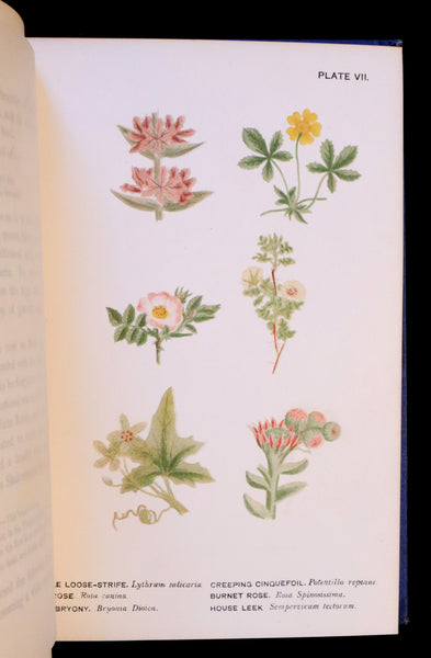 1880 Rare Floriography Book ~ The Language of Flowers by Robert Tyas ...