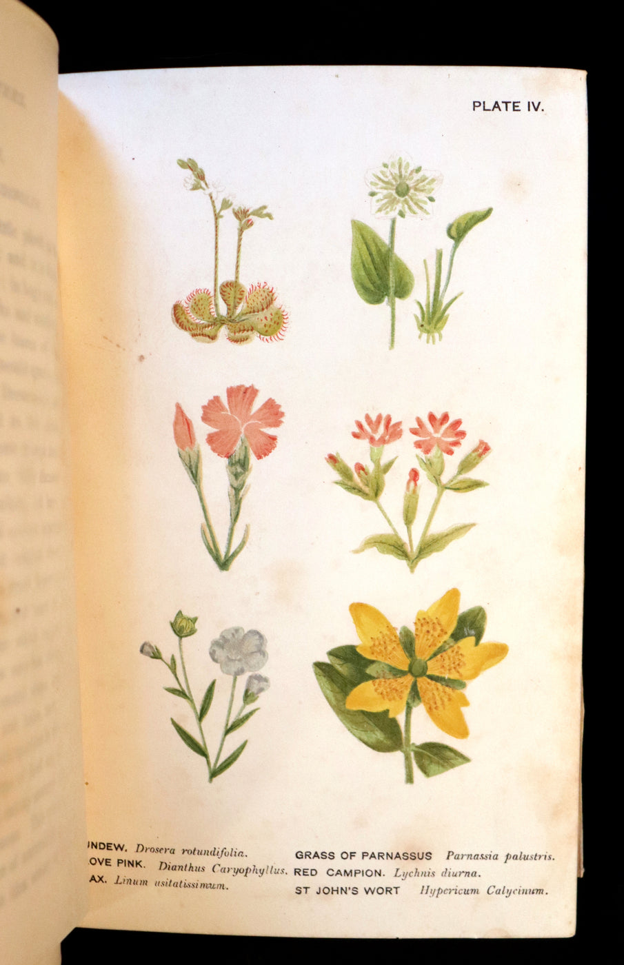 1879 Rare Victorian Book - WILD FLOWERS Worth Notice by British ...