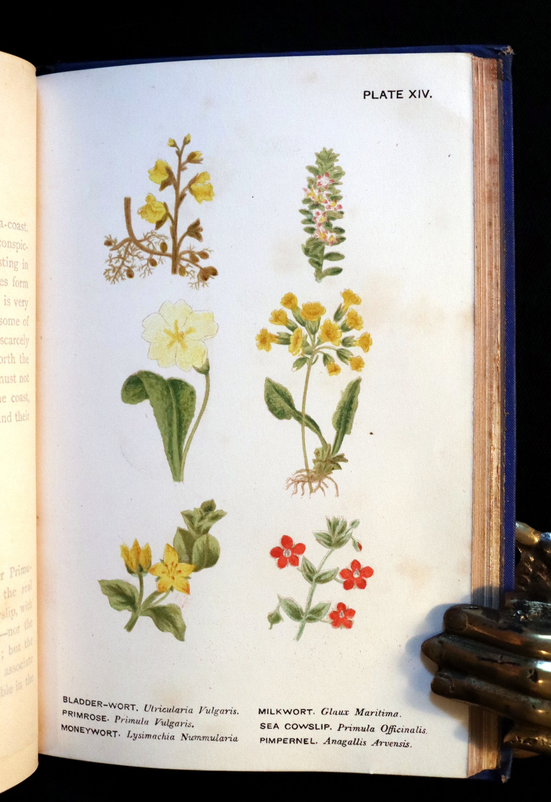 1879 Rare Victorian Book - WILD FLOWERS Worth Notice by British ...