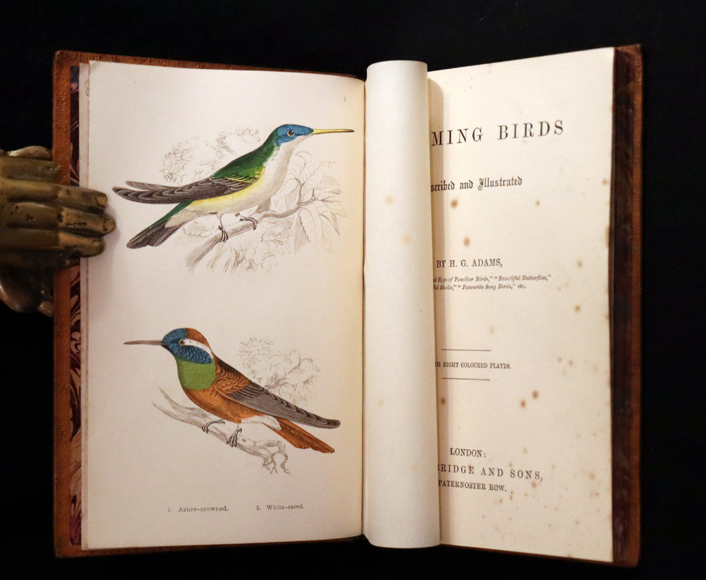 1856 Scarce Ornithology Book ~ HUMMING BIRDS Color Illustrated. By Hen ...