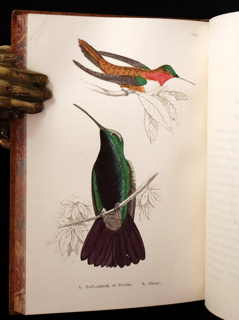 1856 Scarce Ornithology Book ~ HUMMING BIRDS Color Illustrated. By Hen ...