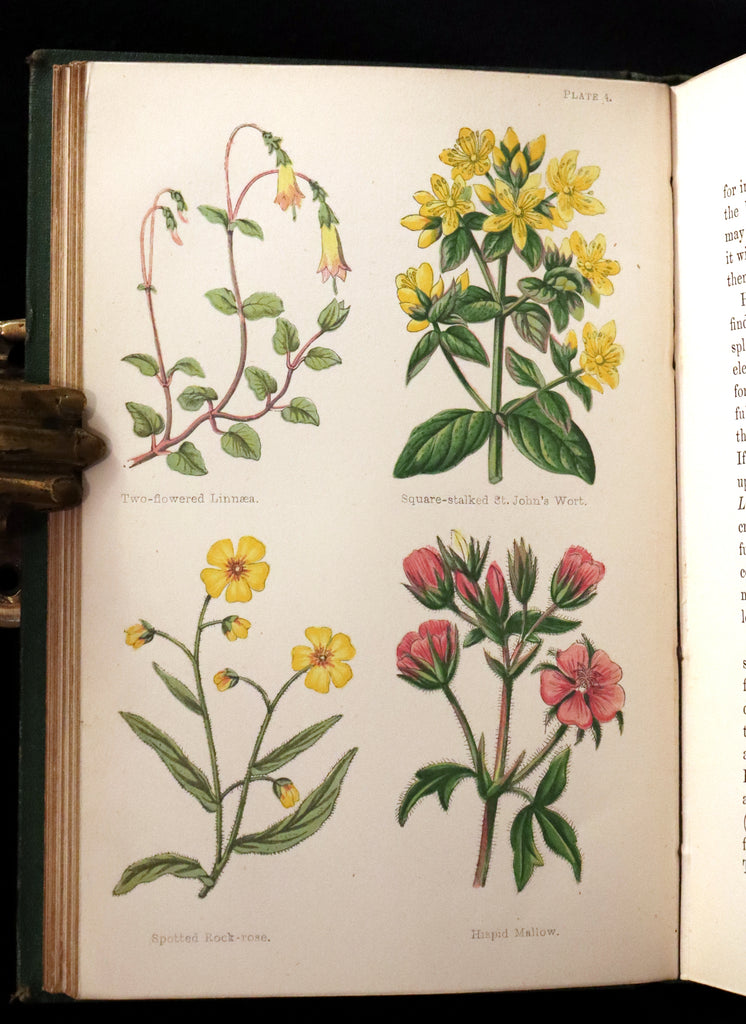 1870 Rare First Edition - FIELD FLOWERS, A handy-book for the rambling ...