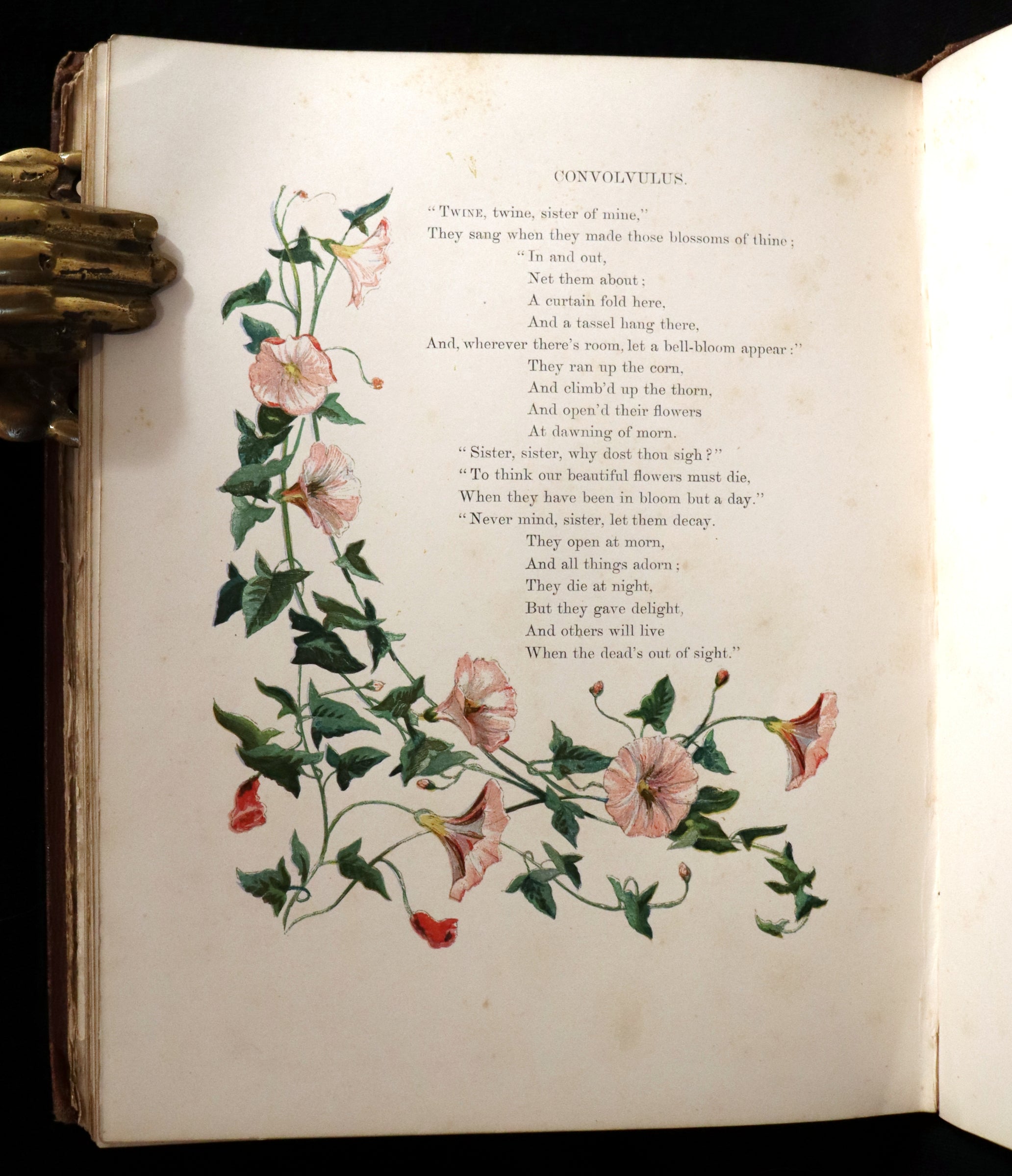 1860 Rare First Edition - Common Wayside Flowers by Thomas Miller ...