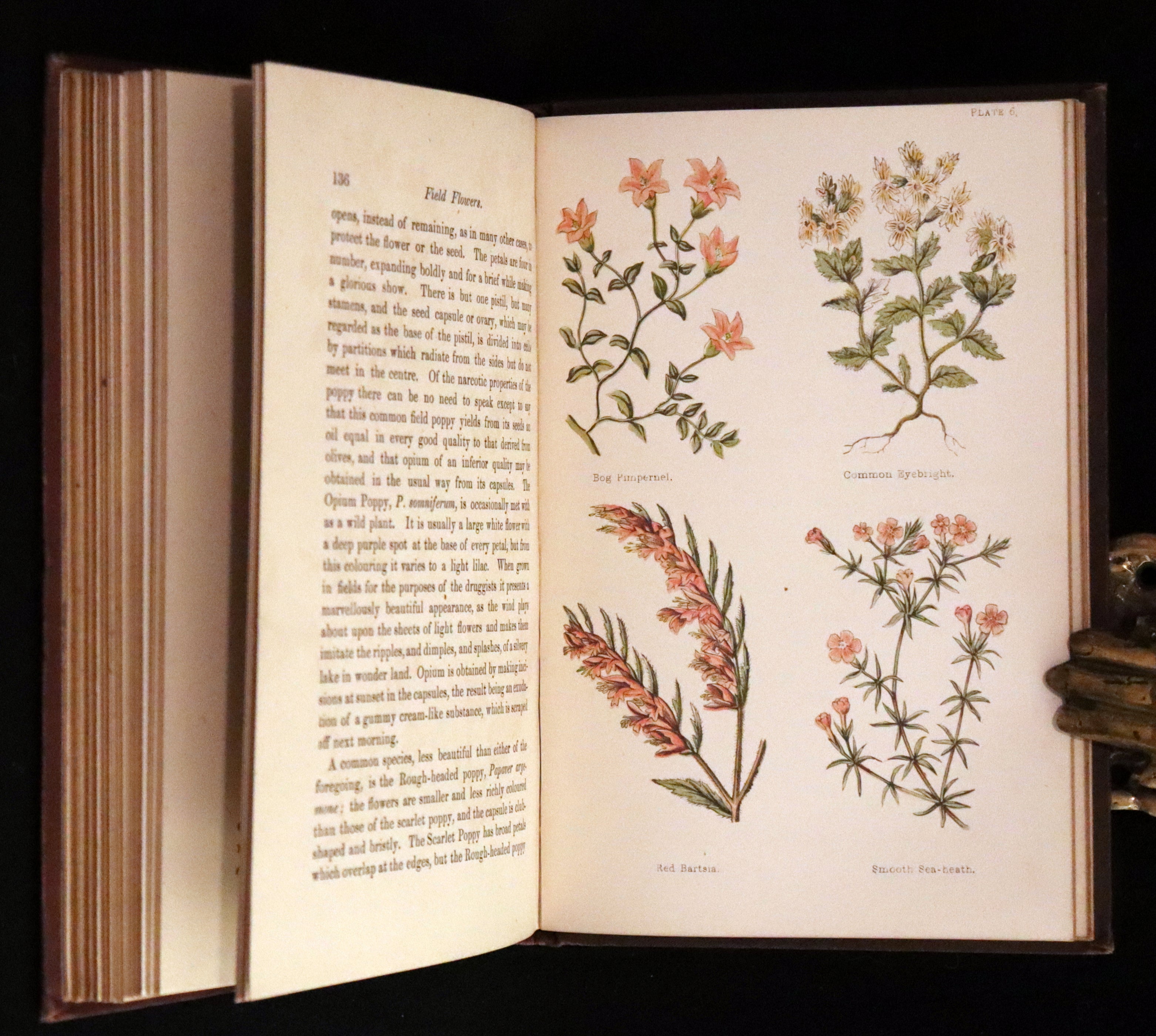 1878 Rare Victorian Book - FIELD FLOWERS, A handy-book for the ramblin ...